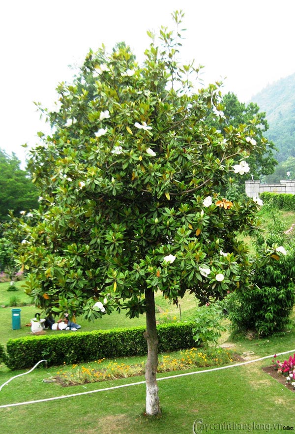 Cây sen đất - Loài hoa quý thân gỗ - Hoa Lá