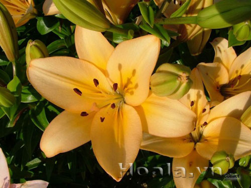 Hoa lily - ý nghĩa những màu hoa - Hoa Lá