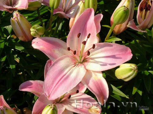 Hoa lily - ý nghĩa những màu hoa - Hoa Lá