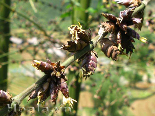 Hoa tre - bi hùng một loài hoa - Hoa Lá